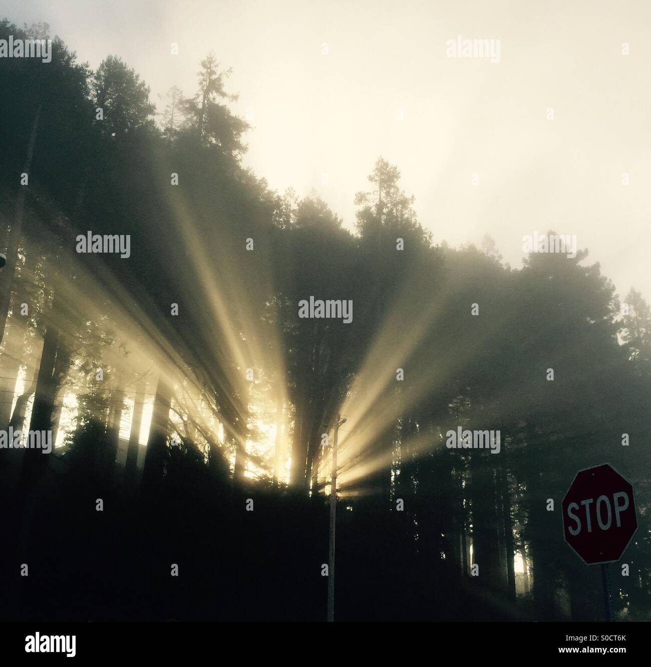 Sunlight filtered hi-res stock photography and images - Alamy