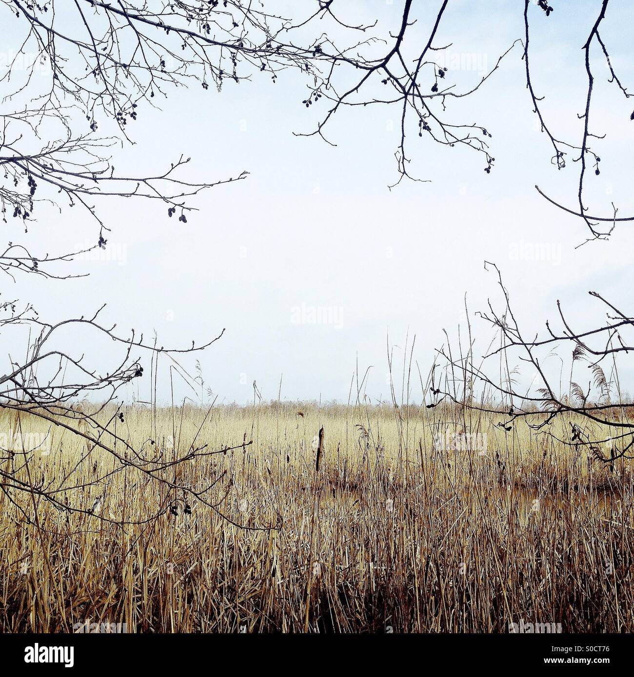 Trees without leaves hi-res stock photography and images - Alamy