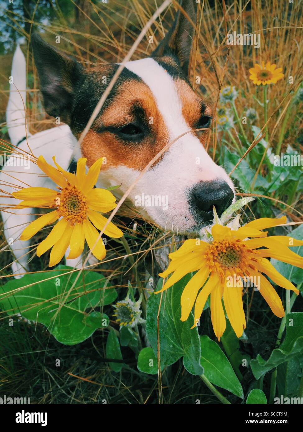Dog sunflower hi-res stock photography and images - Alamy