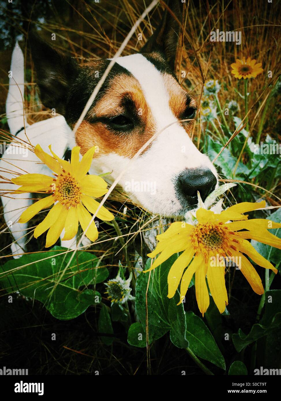 Dog sniffing yellow flowers on a spring day Stock Photo - Alamy