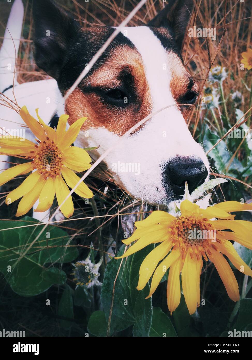 Dog sniffing yellow spring sunflower Stock Photo - Alamy
