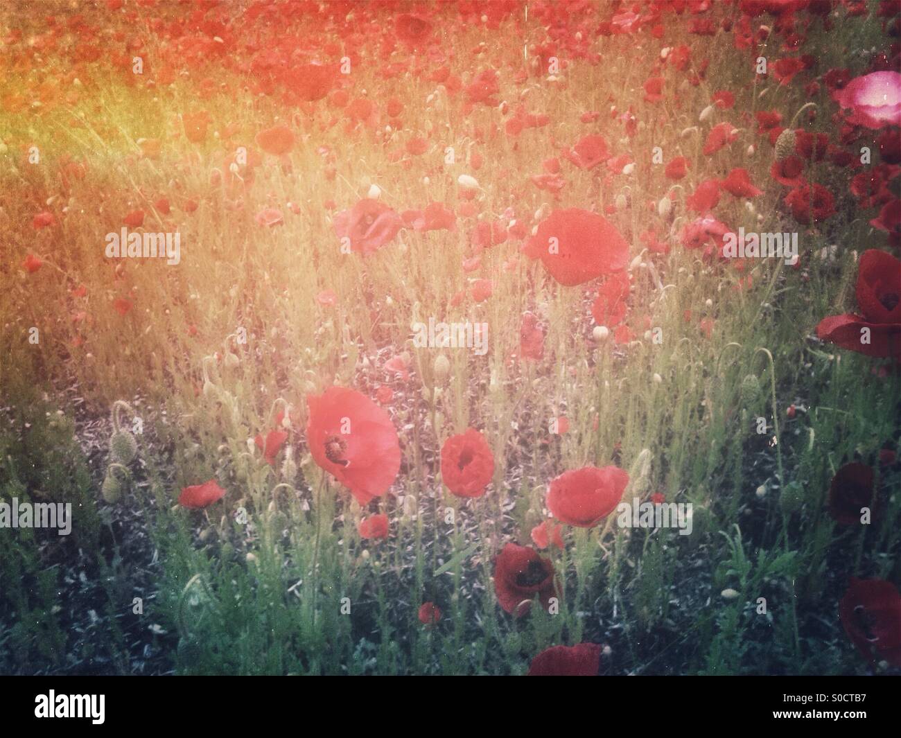 Sun washed poppy field Stock Photo - Alamy