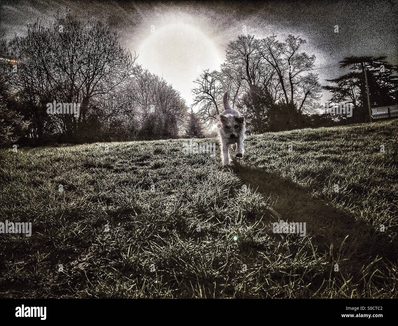 Dog behind camera hi-res stock photography and images - Alamy