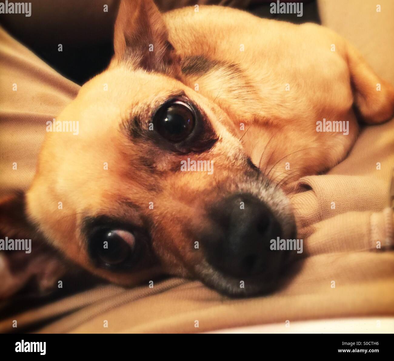 Dog with big eyes hi-res stock photography and images - Alamy