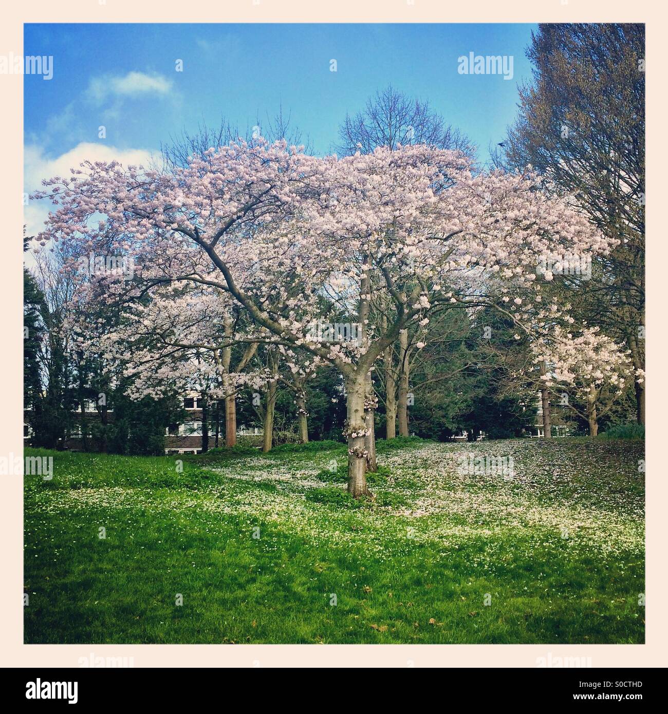 England spring countryside blossom hi-res stock photography and images ...