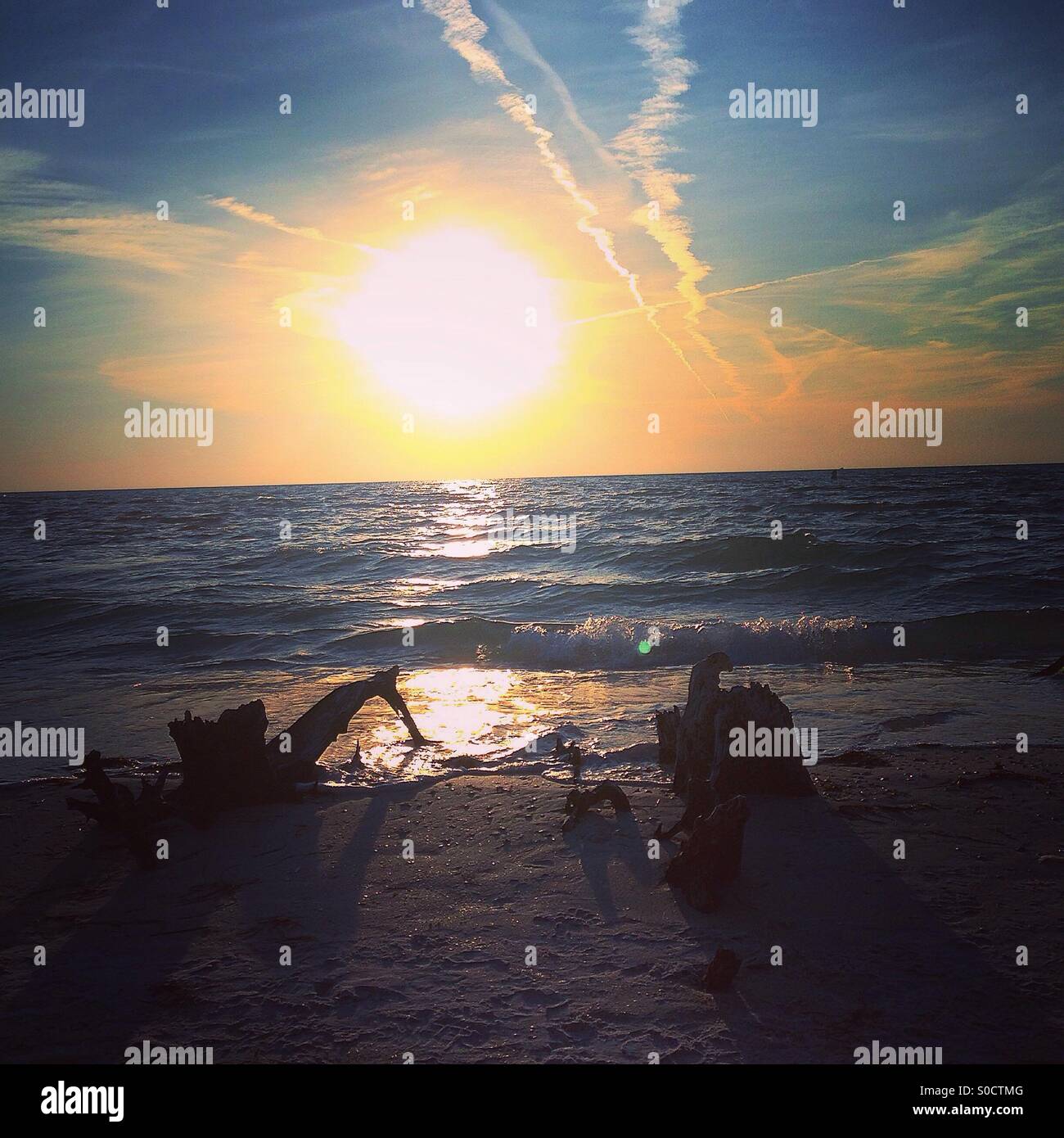Buried tree under the sand Stock Photo - Alamy