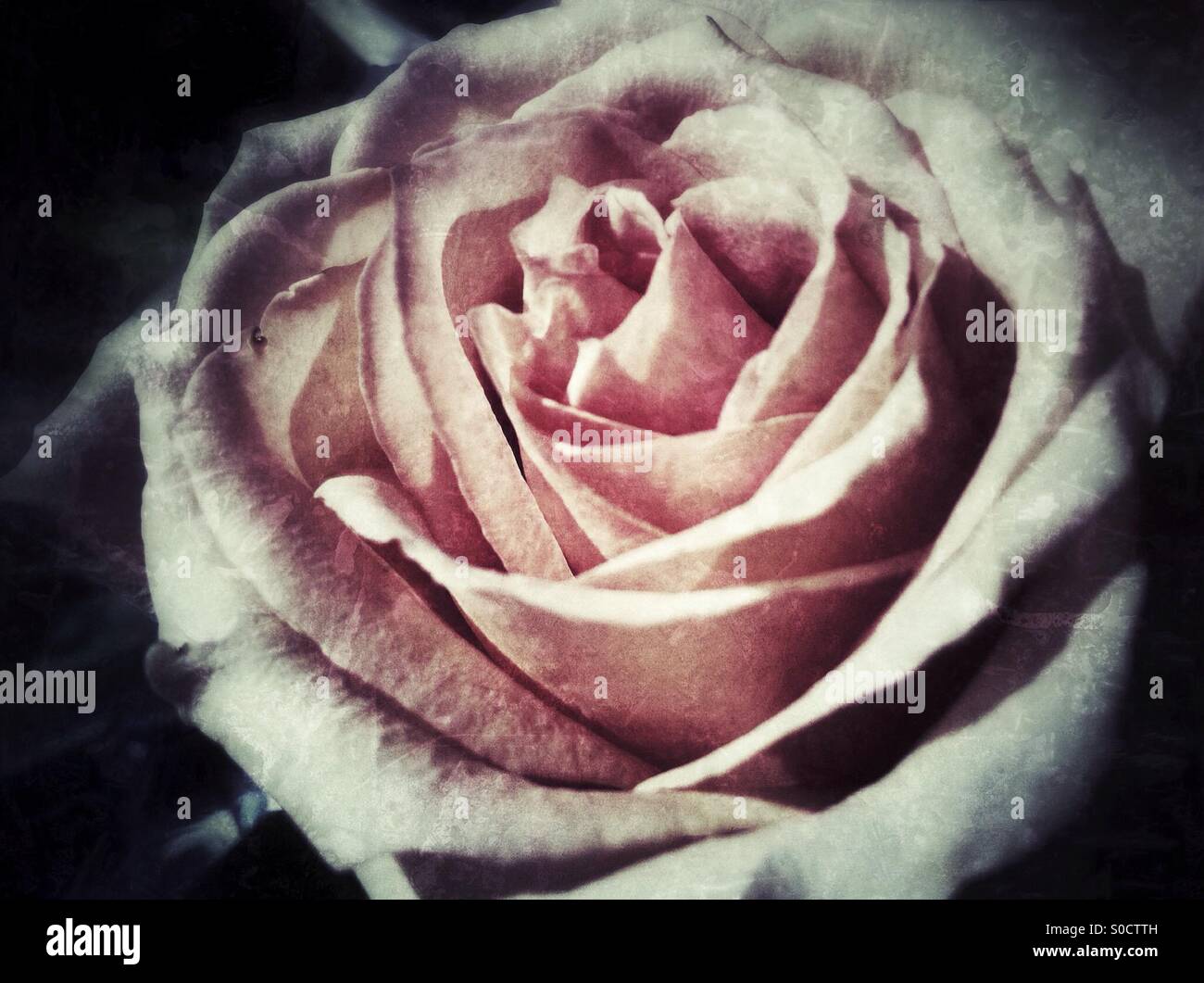 Full open pink rose Stock Photo - Alamy