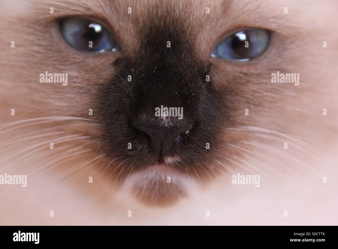 Fierce cat hi-res stock photography and images - Alamy