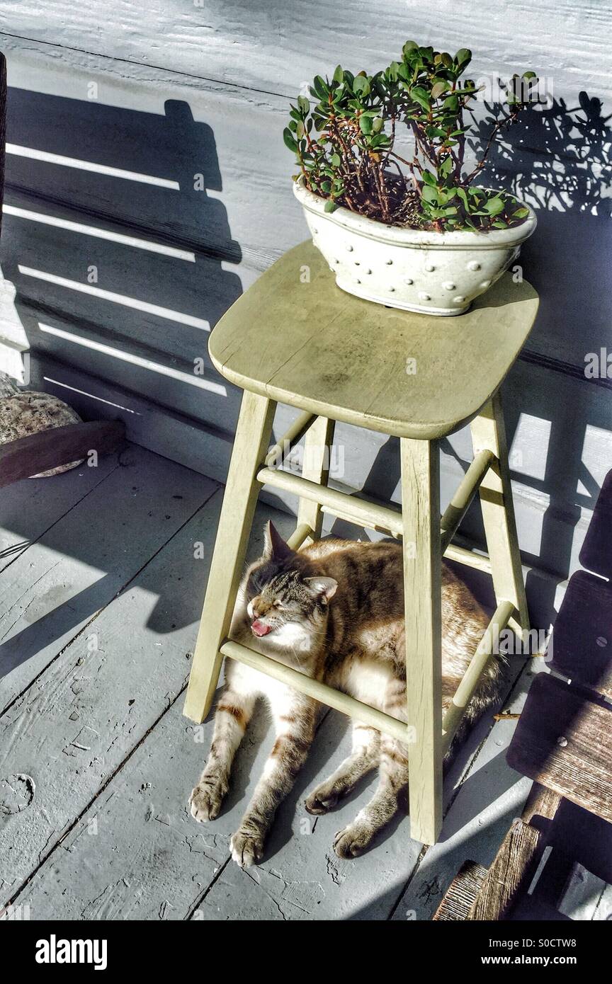 Cat on stool hi-res stock photography and images - Alamy