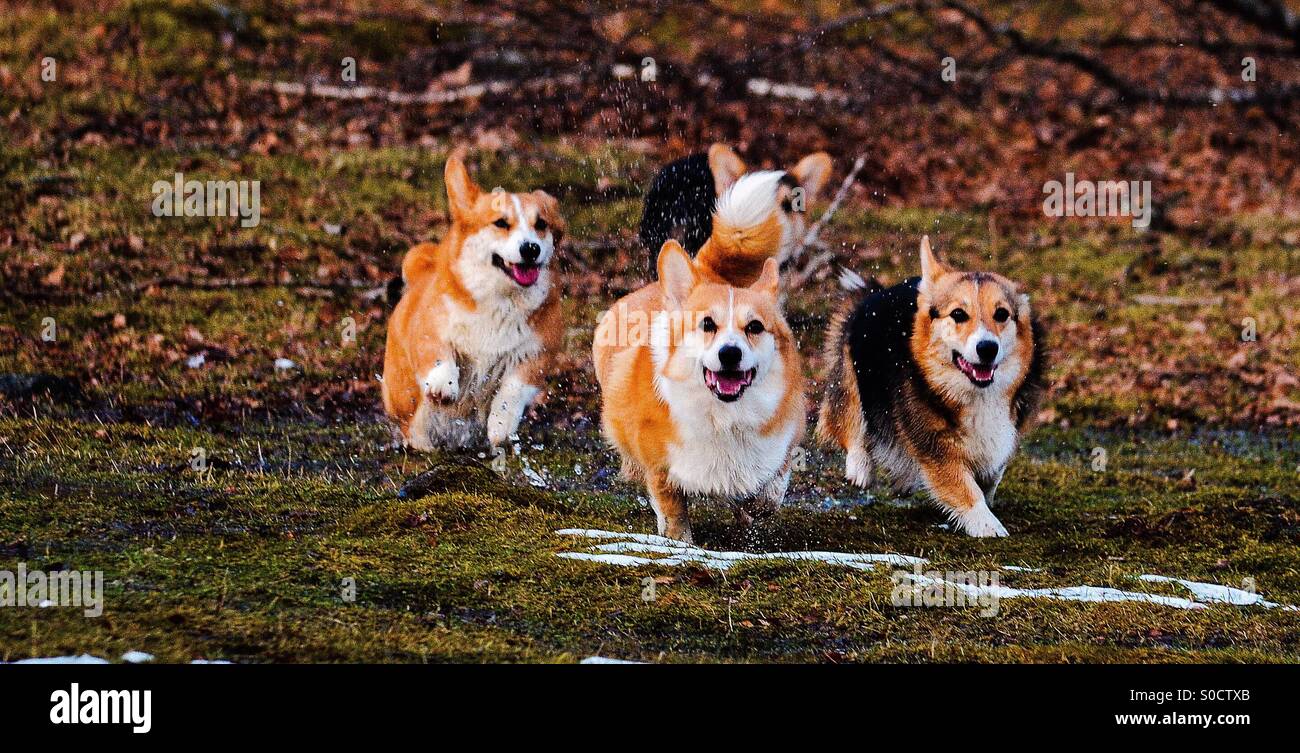 Welsh corgi pembroke running Stock Photo - Alamy