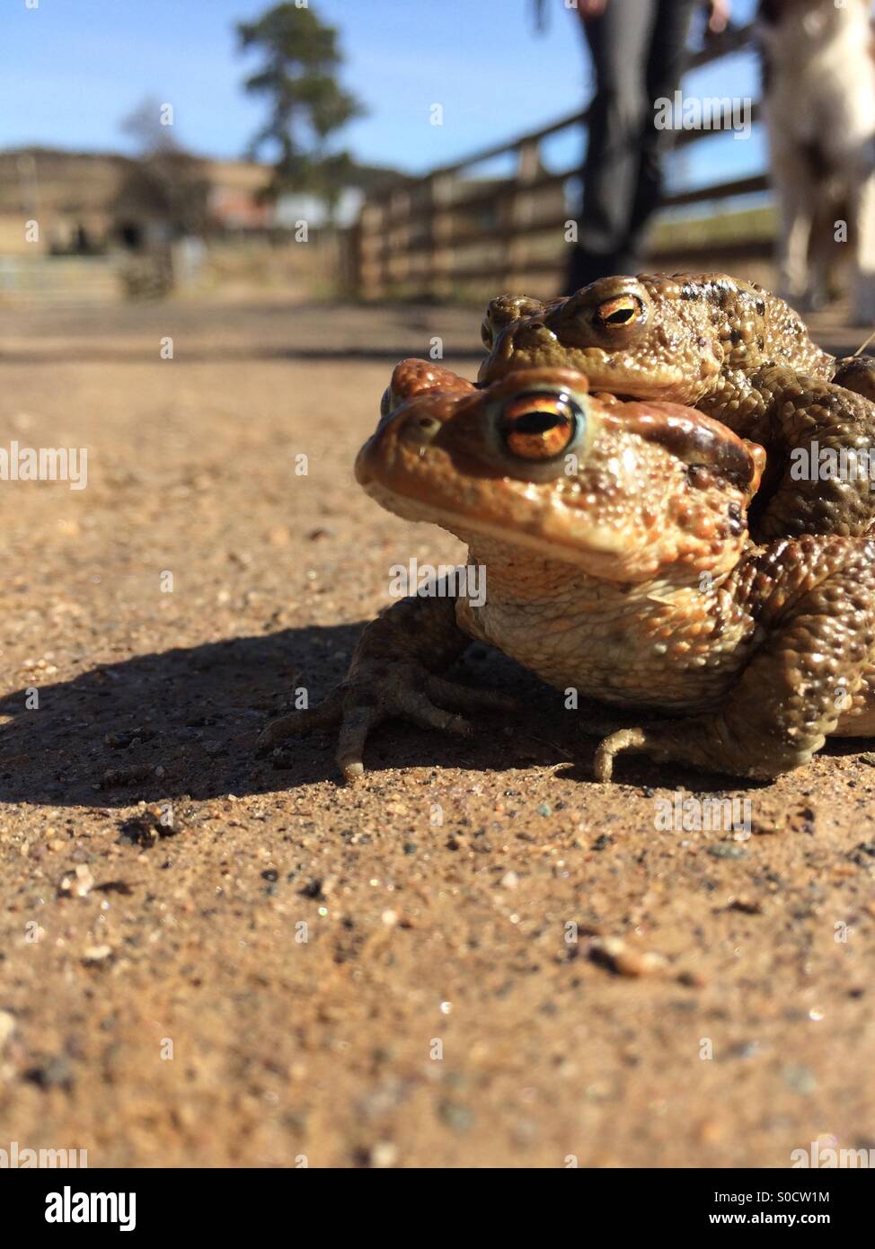 Frog Walk Path High Resolution Stock Photography and Images - Alamy