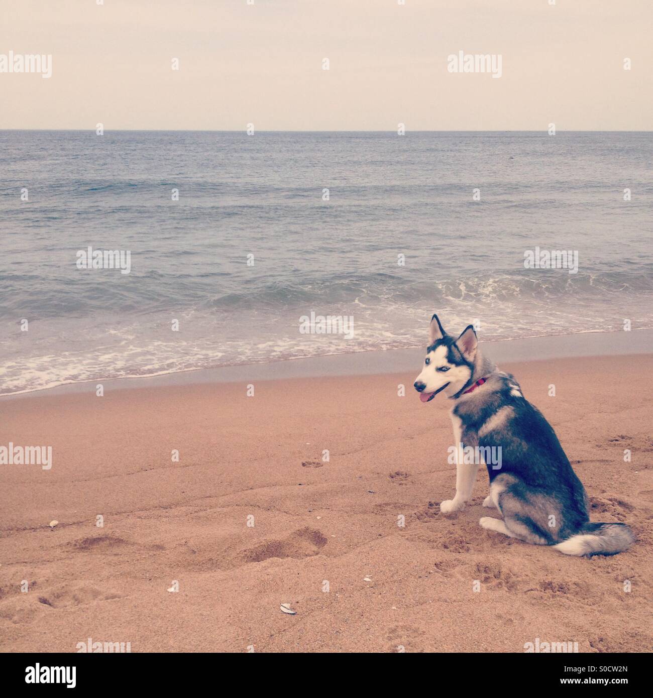 Husky puppy on beach Stock Photo - Alamy