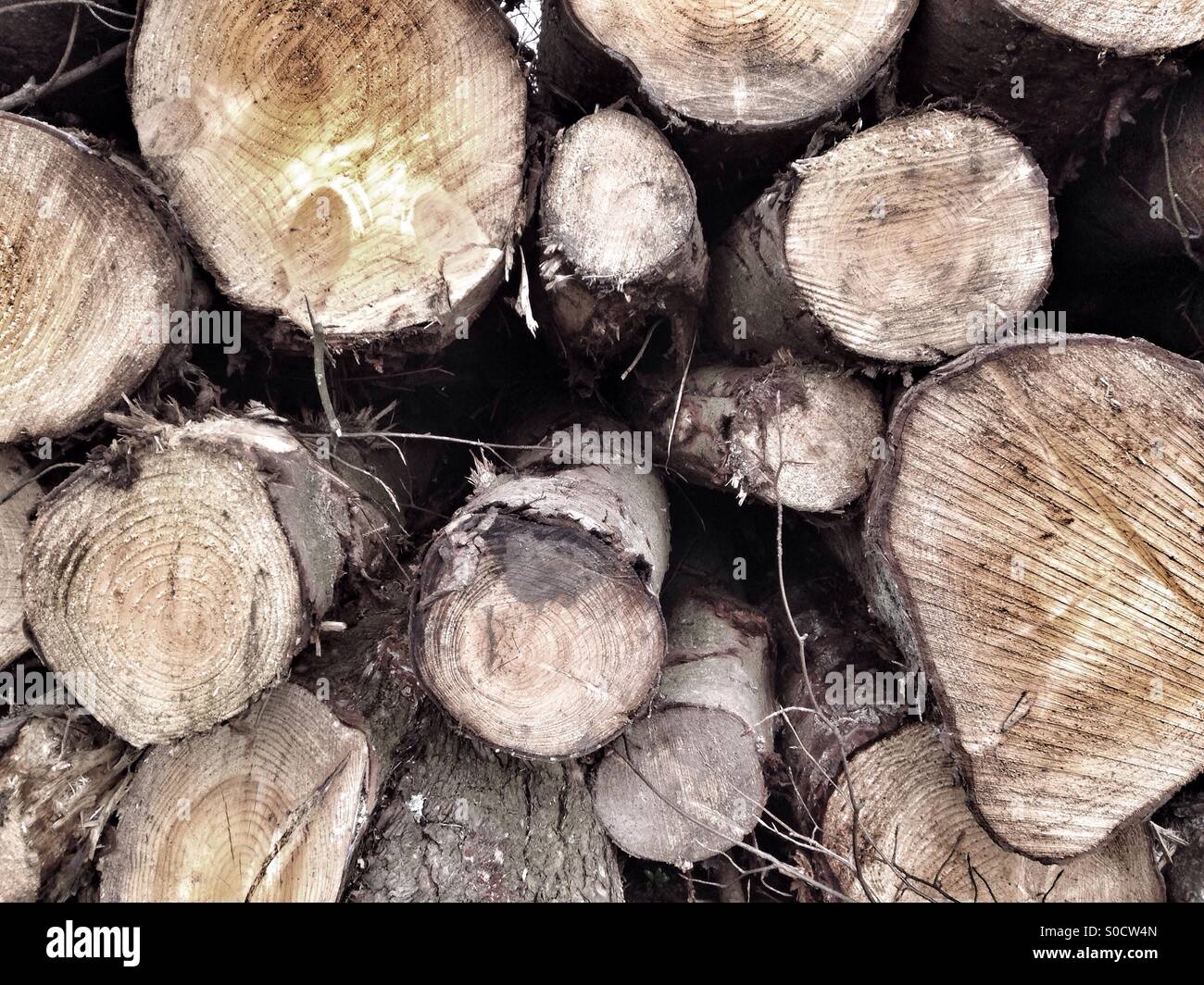 Pine tree stack Stock Photo - Alamy