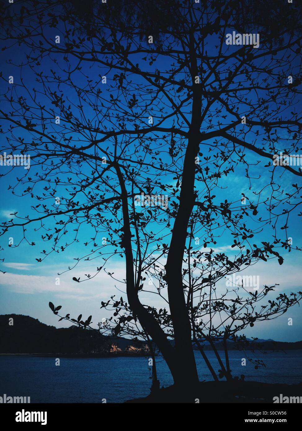 An island tree Stock Photo - Alamy