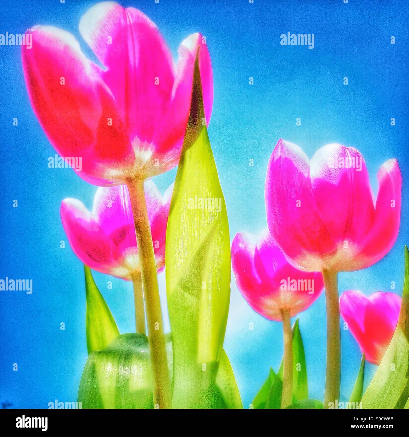 Spring flowers exterior hi-res stock photography and images - Alamy