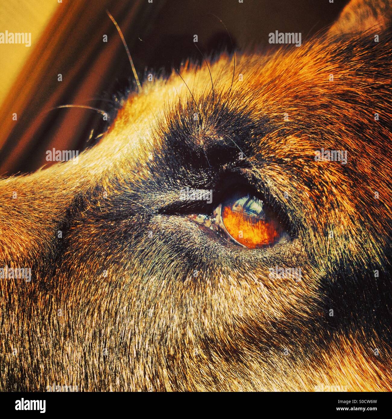 German Shepard's eye Stock Photo - Alamy
