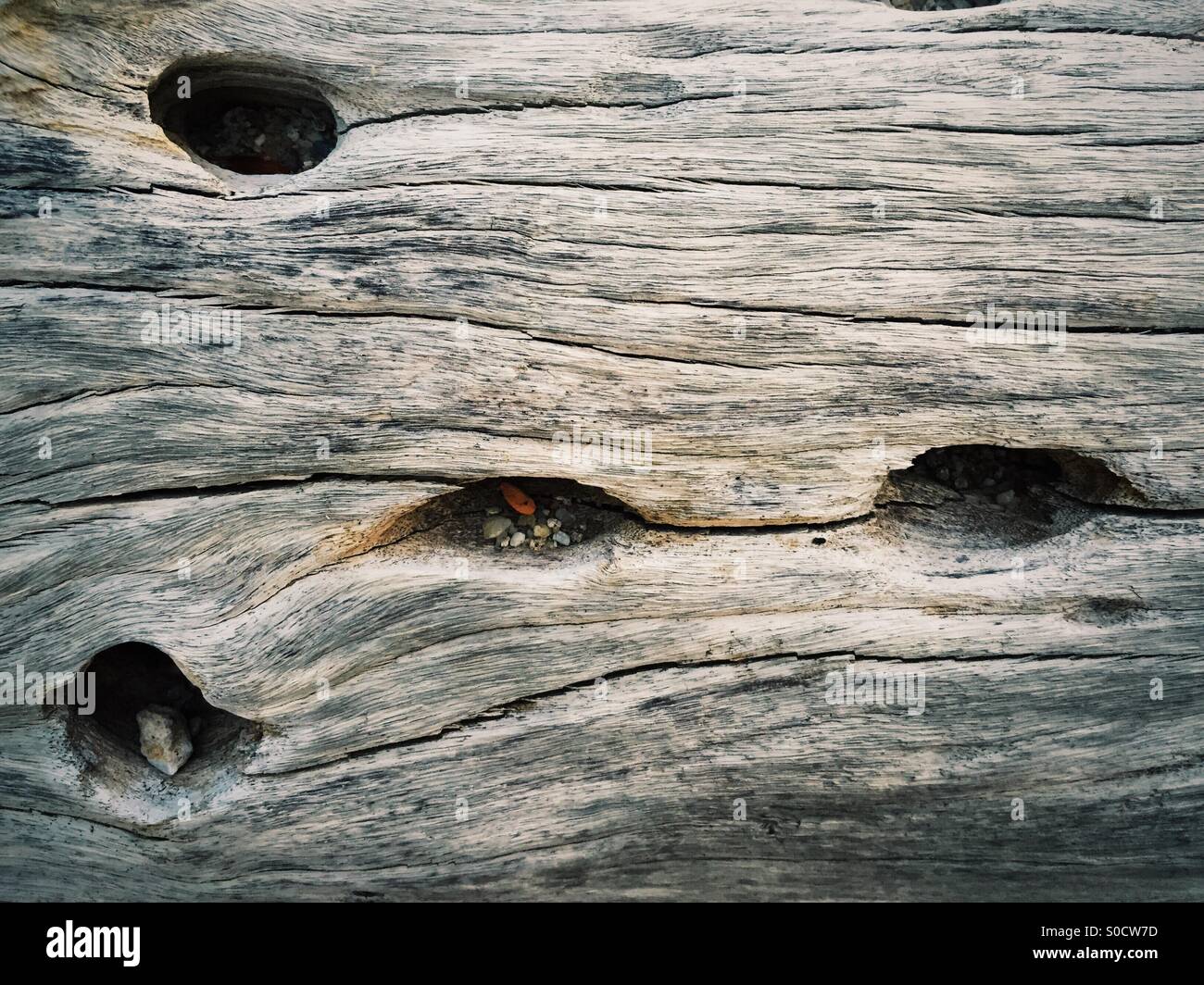Tree Holes Stock Photos & Tree Holes Stock Images - Alamy