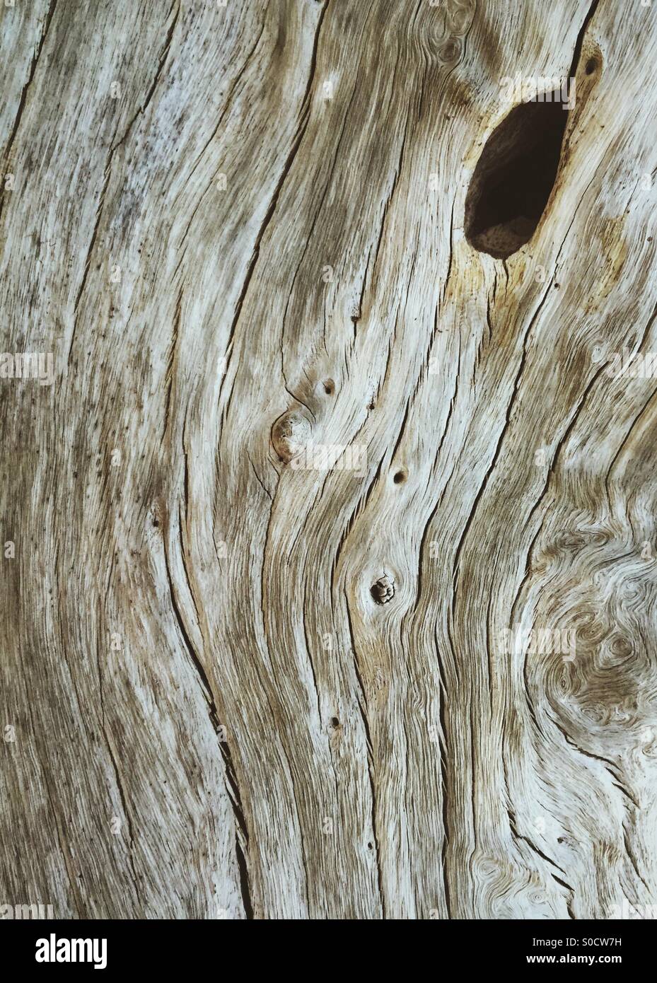 Abstract dead tree hi-res stock photography and images - Alamy