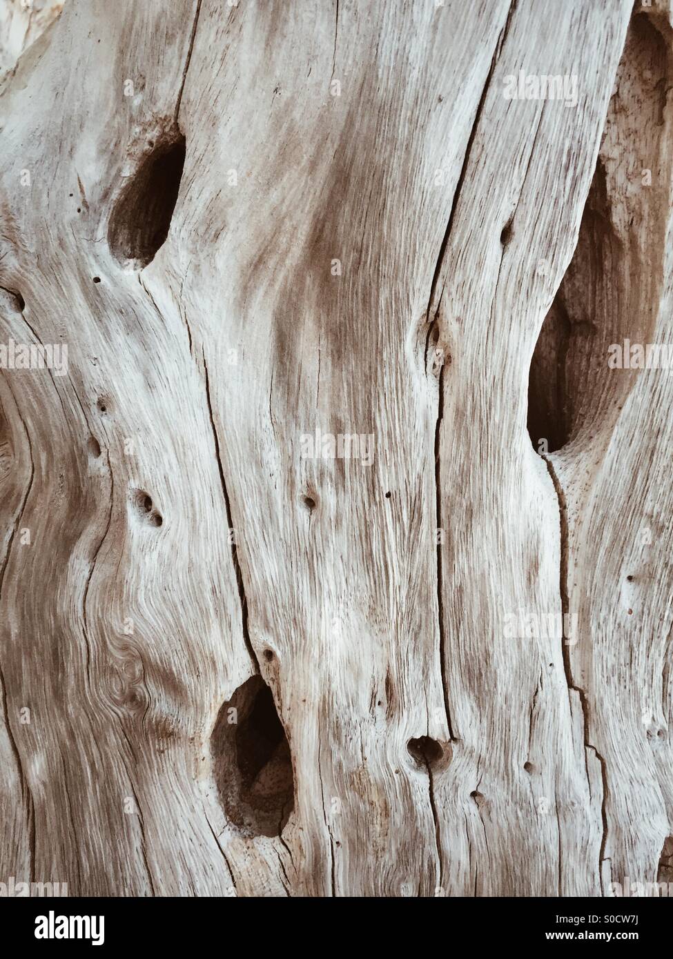 Holes dead tree hi-res stock photography and images - Alamy