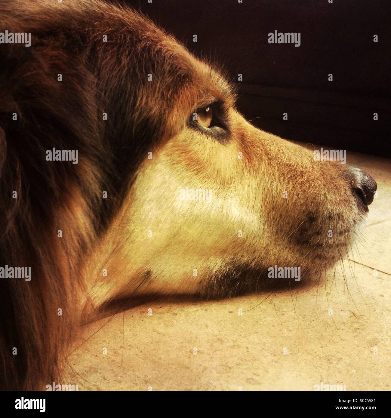 Nose deep hi-res stock photography and images - Alamy