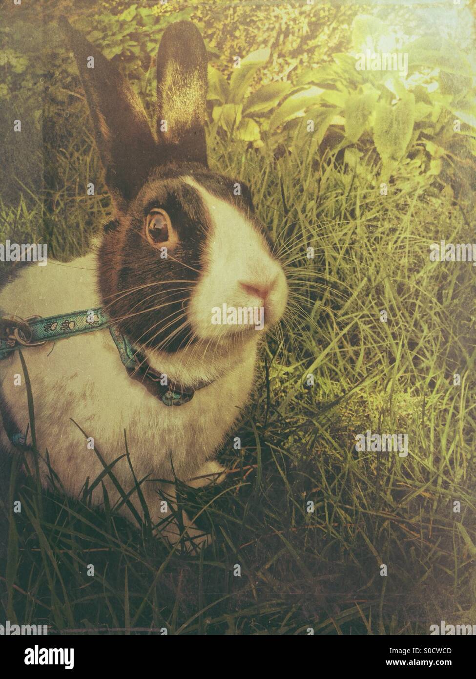 Cheeky rabbit hi-res stock photography and images - Alamy