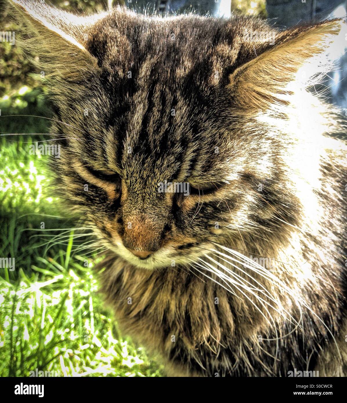 Cat in garden Stock Photo - Alamy