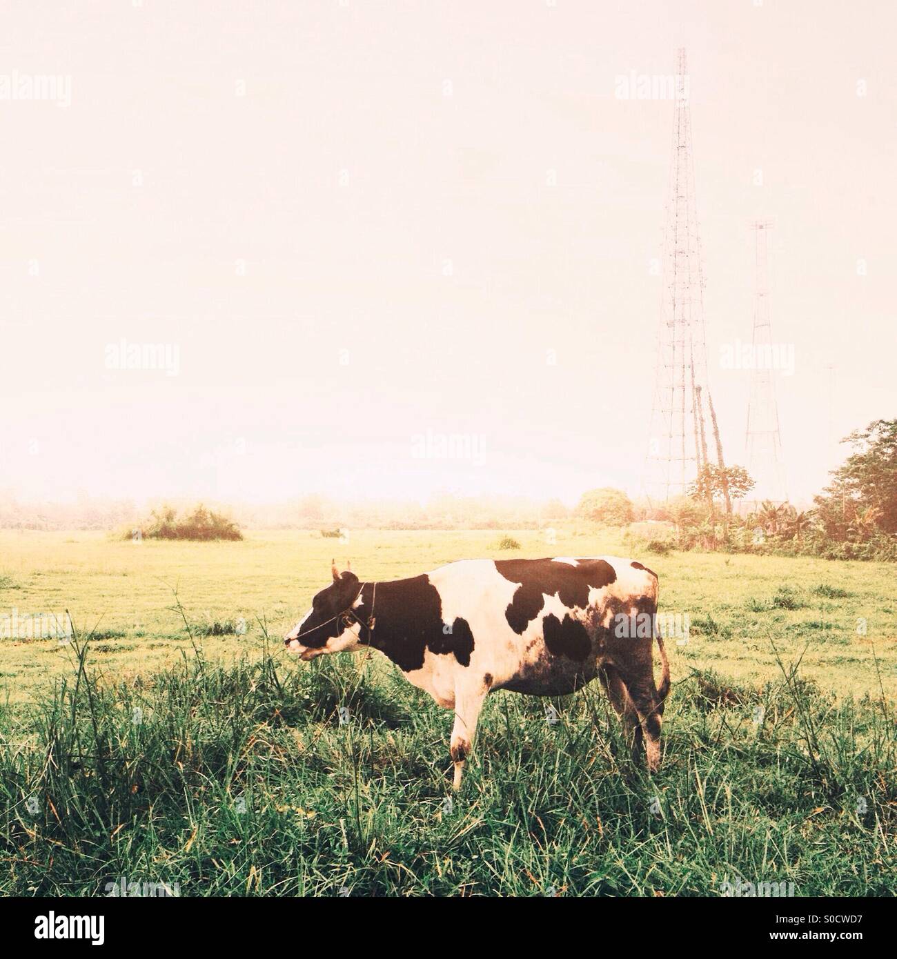 Cow sale hi-res stock photography and images - Alamy