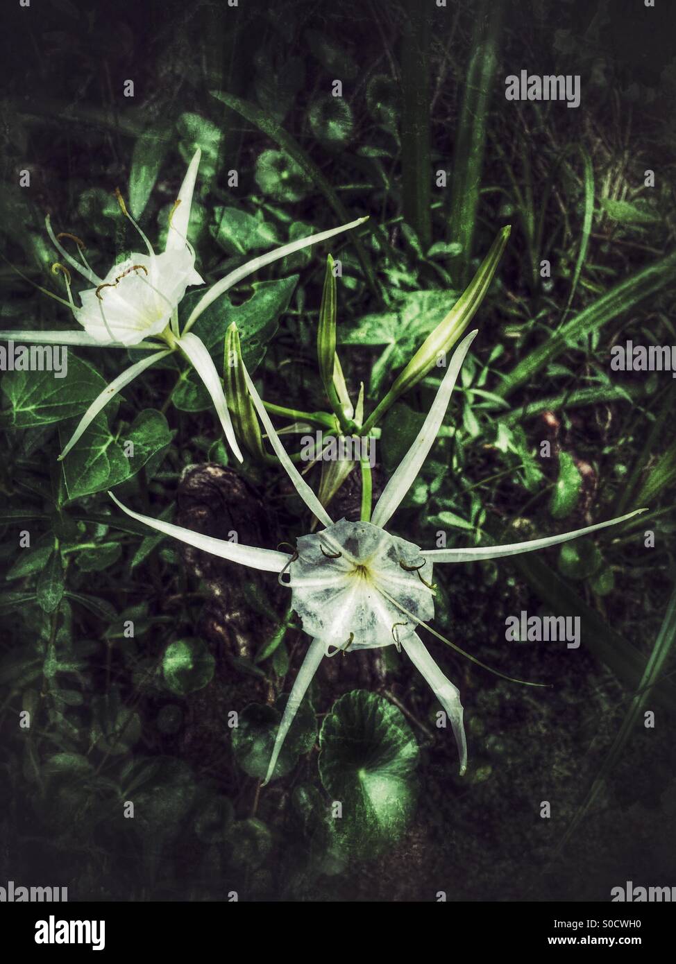 White swamp lily hi-res stock photography and images - Alamy