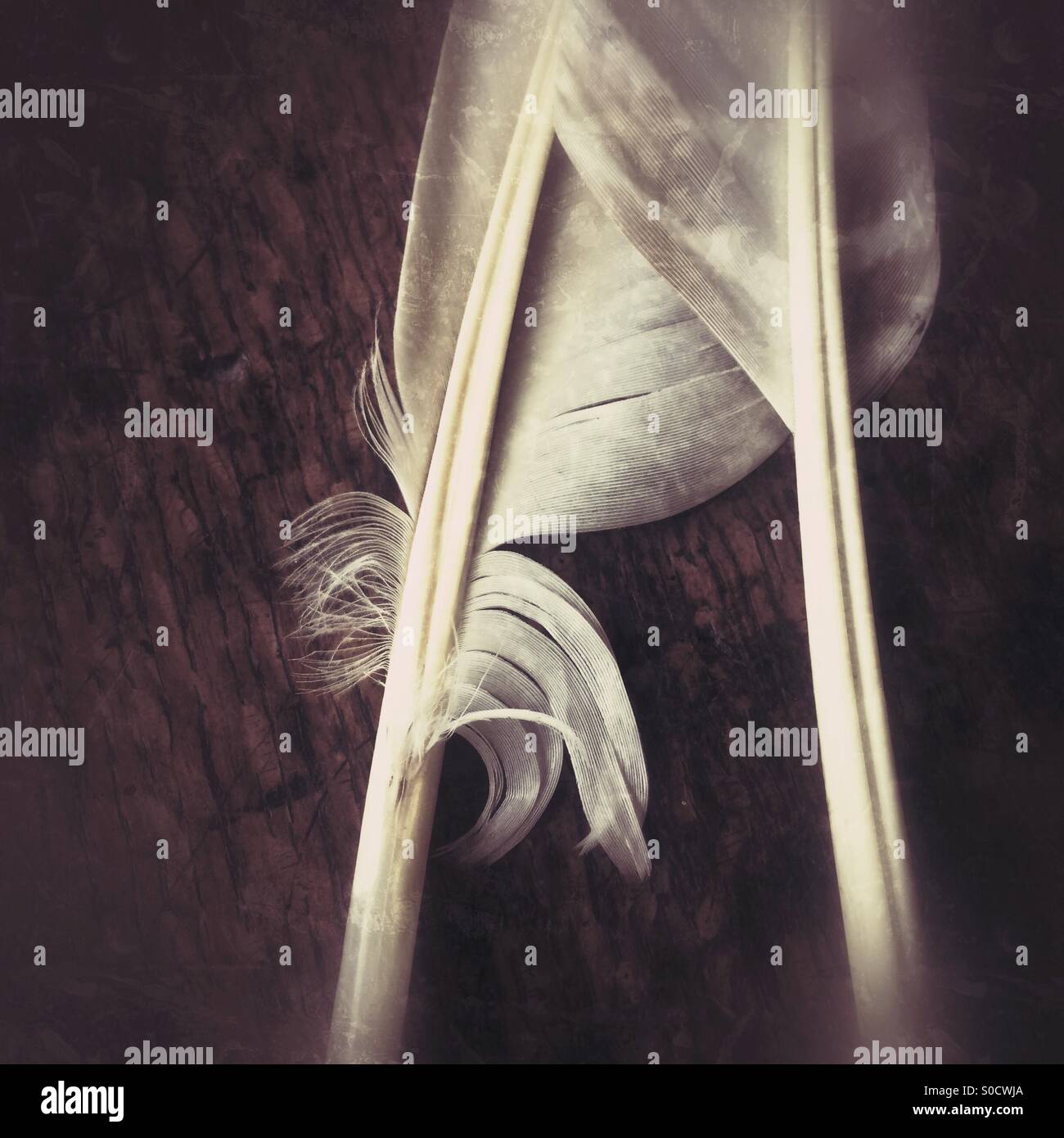 Quills writing hi-res stock photography and images - Alamy