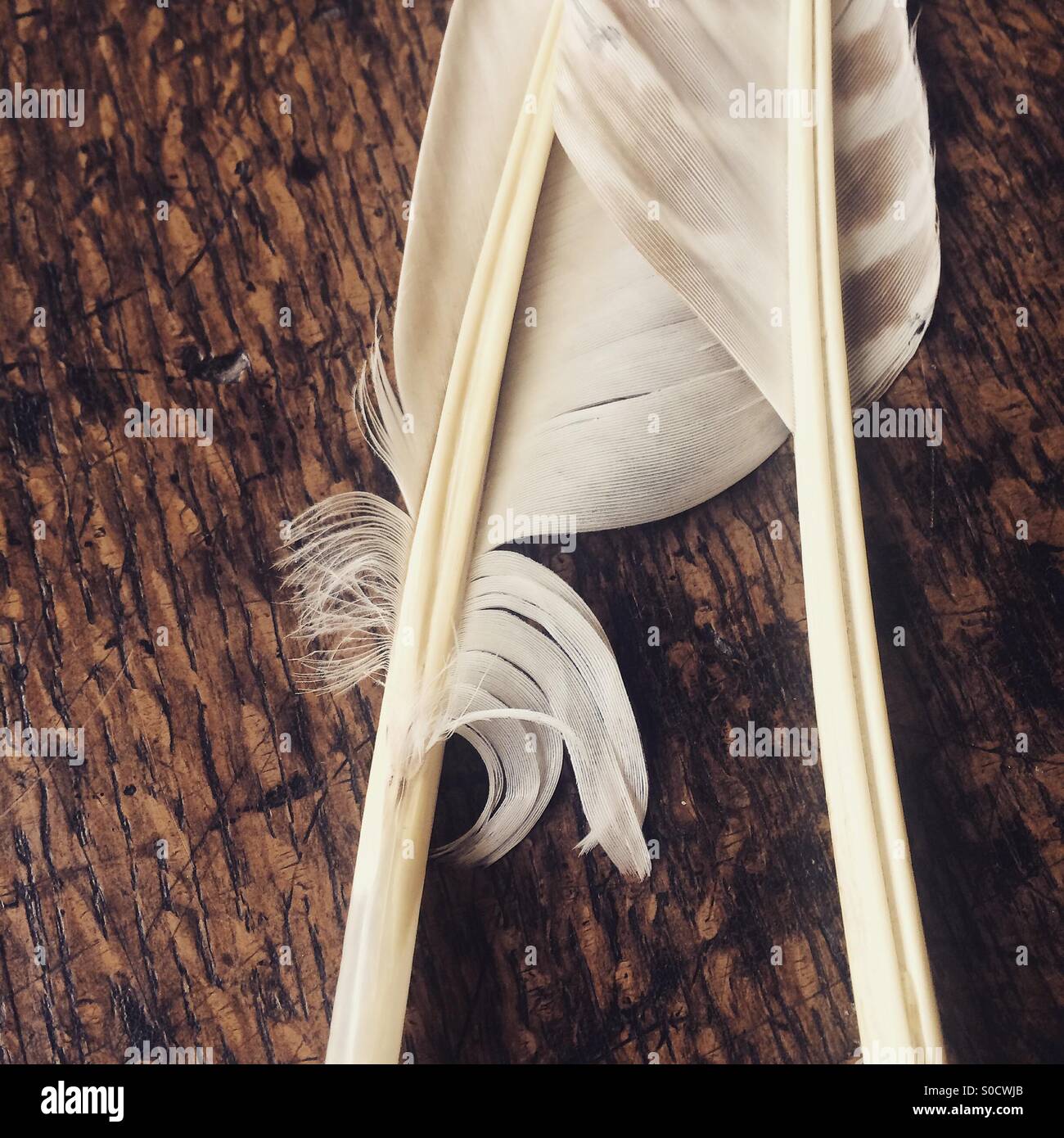A pair of writing quills Stock Photo - Alamy