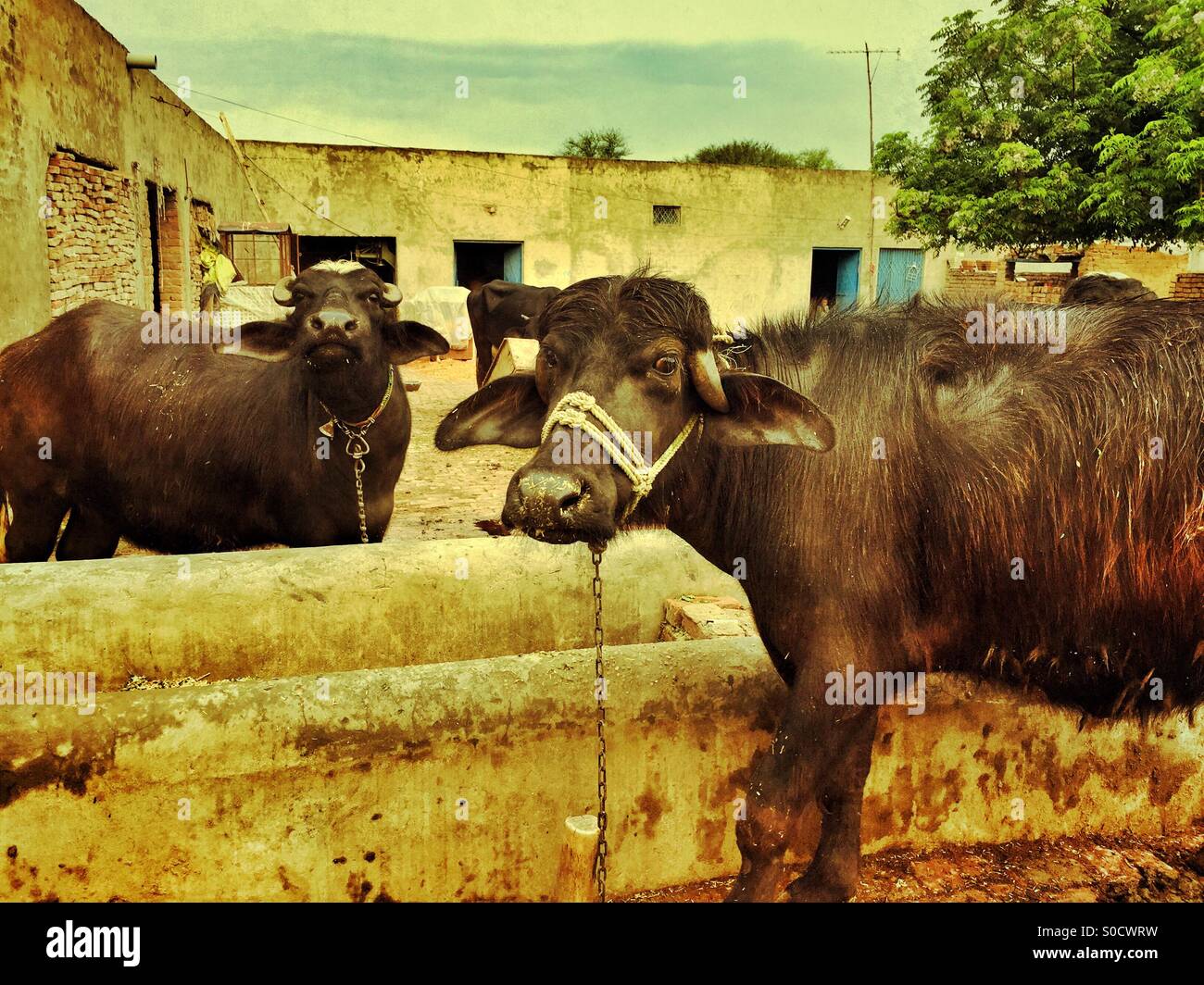 Buffaloes in a farm Kharian Punjab Pakistan Stock Photo - Alamy