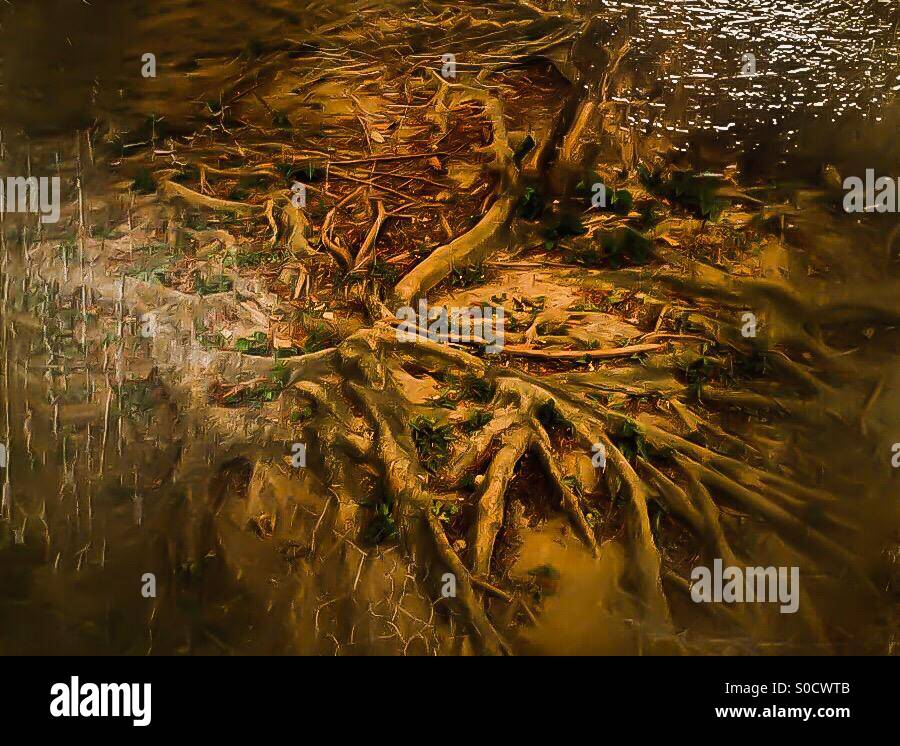 Abstract tropical tree roots Stock Photo - Alamy