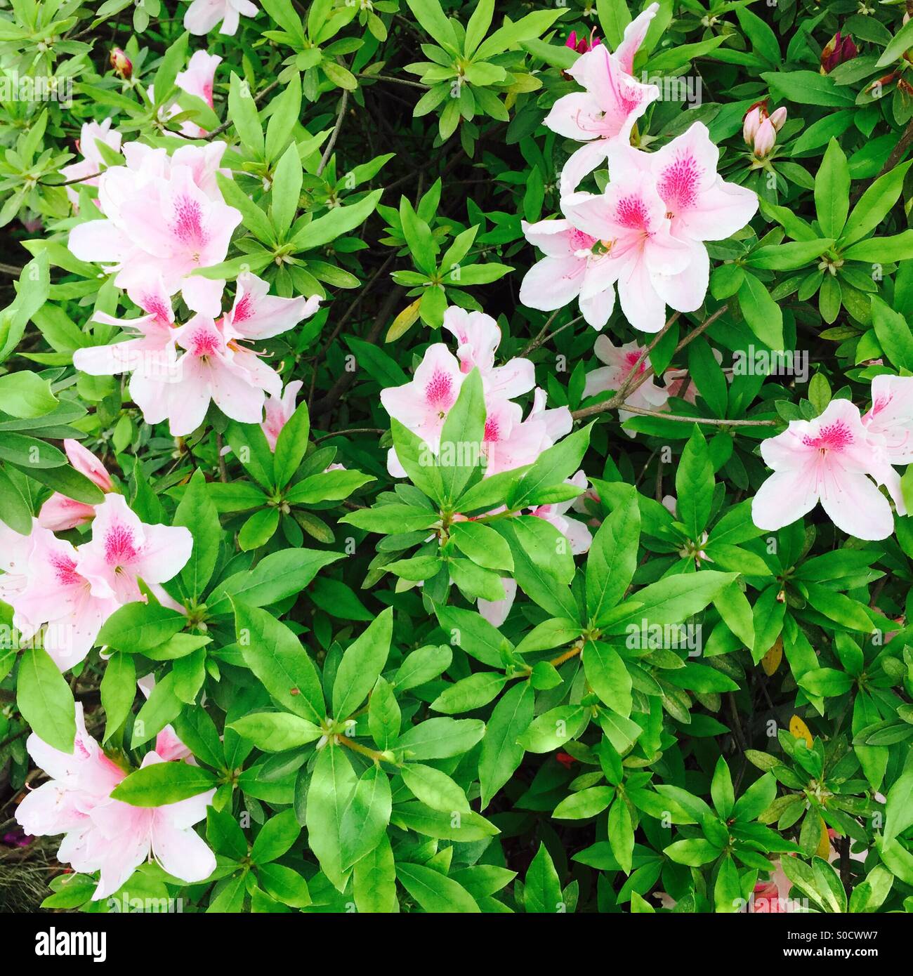 Red leaves azalea hi-res stock photography and images - Alamy