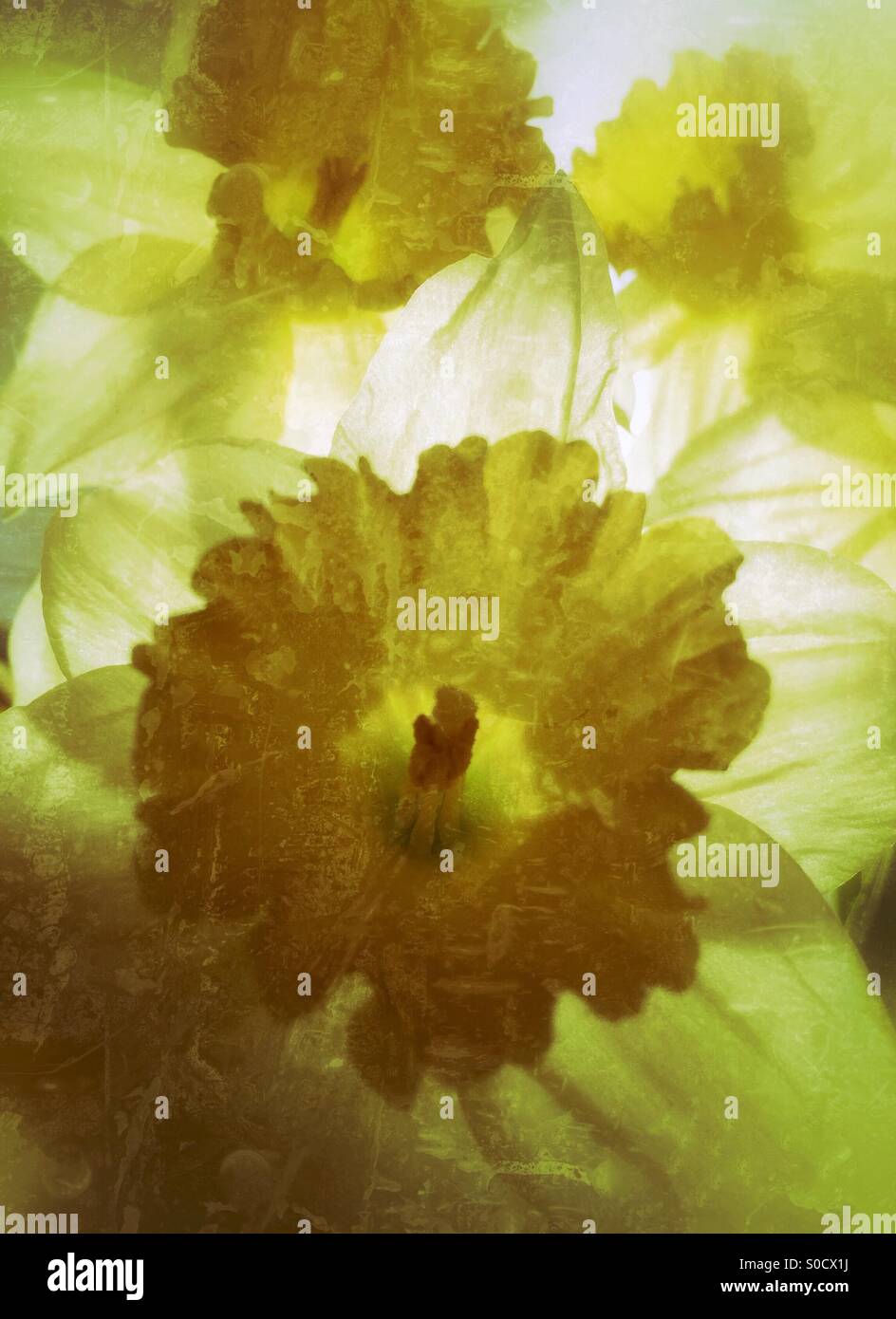 Dafodill High Resolution Stock Photography and Images - Alamy