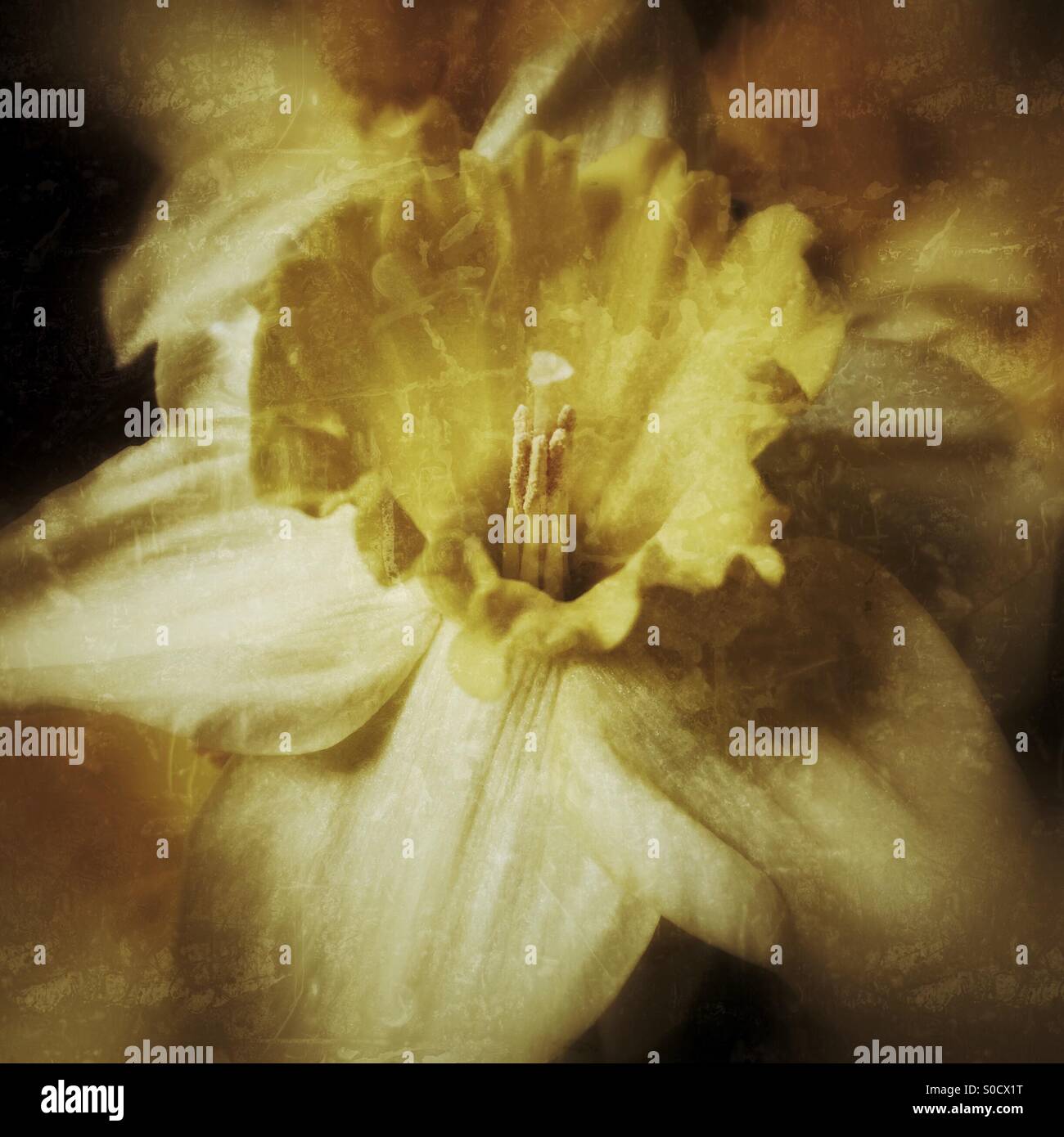 Dafodill hi-res stock photography and images - Alamy