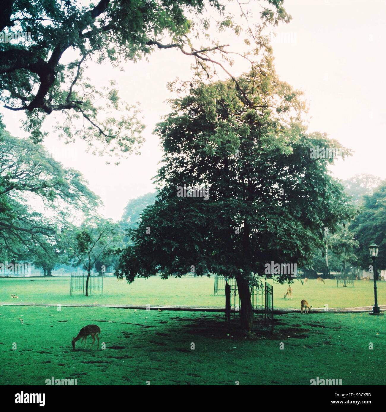 A tree and deer Stock Photo - Alamy