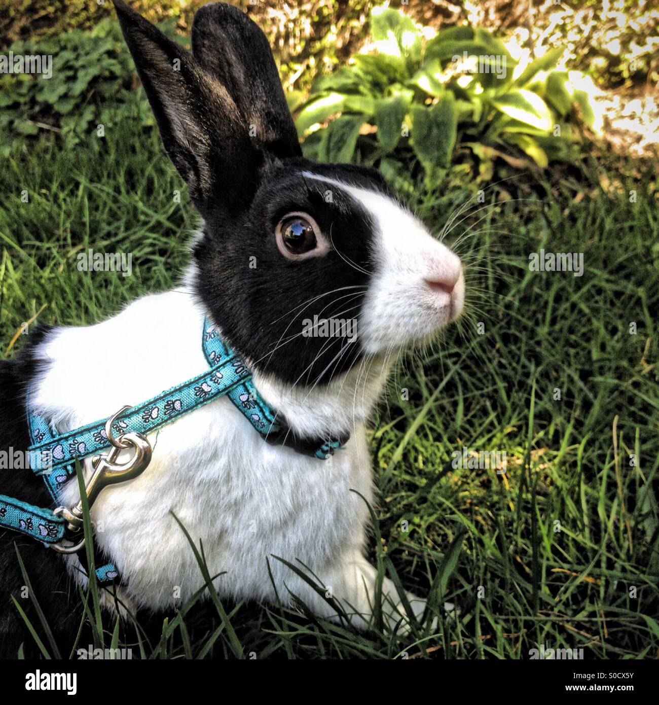 Dutch rabbit in garden Stock Photo - Alamy