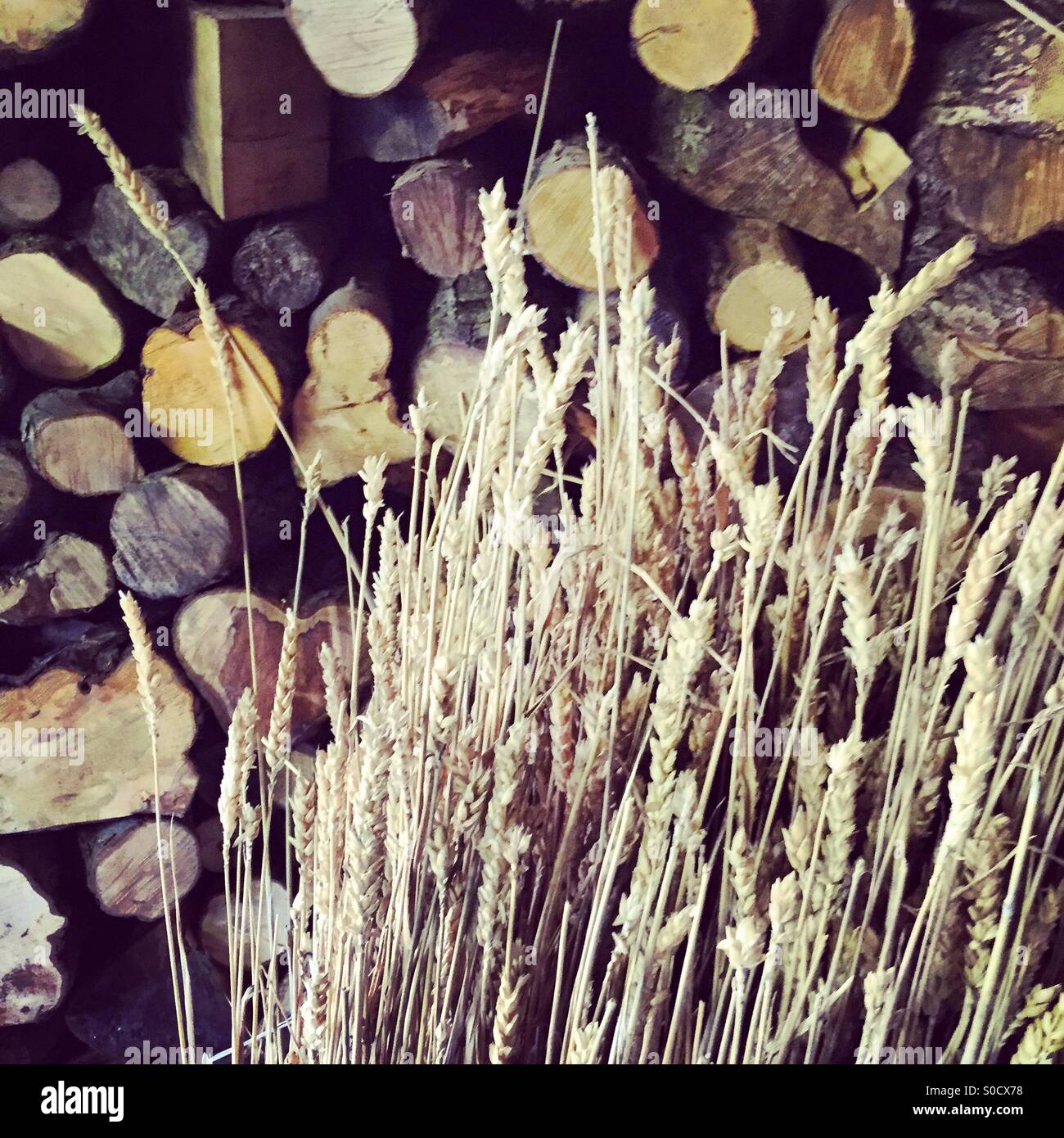 Wheat head hi-res stock photography and images - Alamy