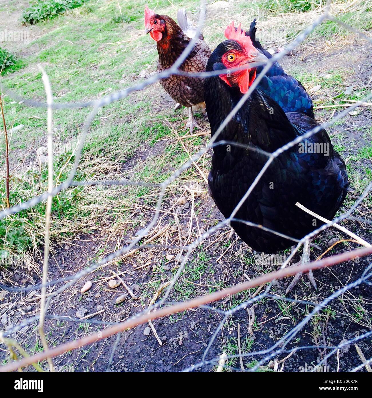 Fowl enclosure hi-res stock photography and images - Alamy