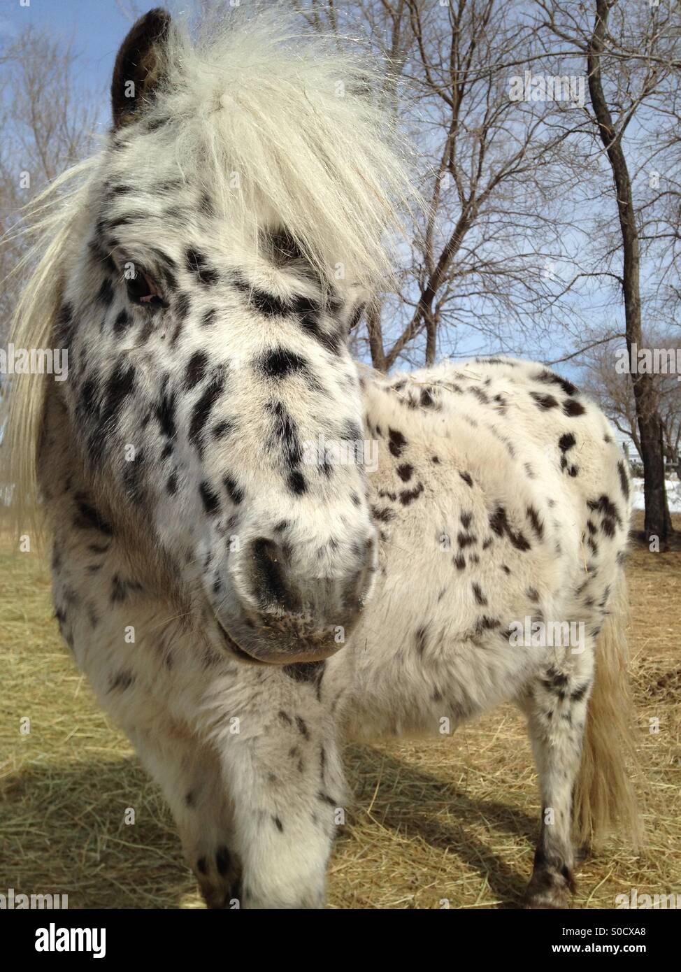 Appaloosa Horse Spotted High Resolution Stock Photography and Images ...