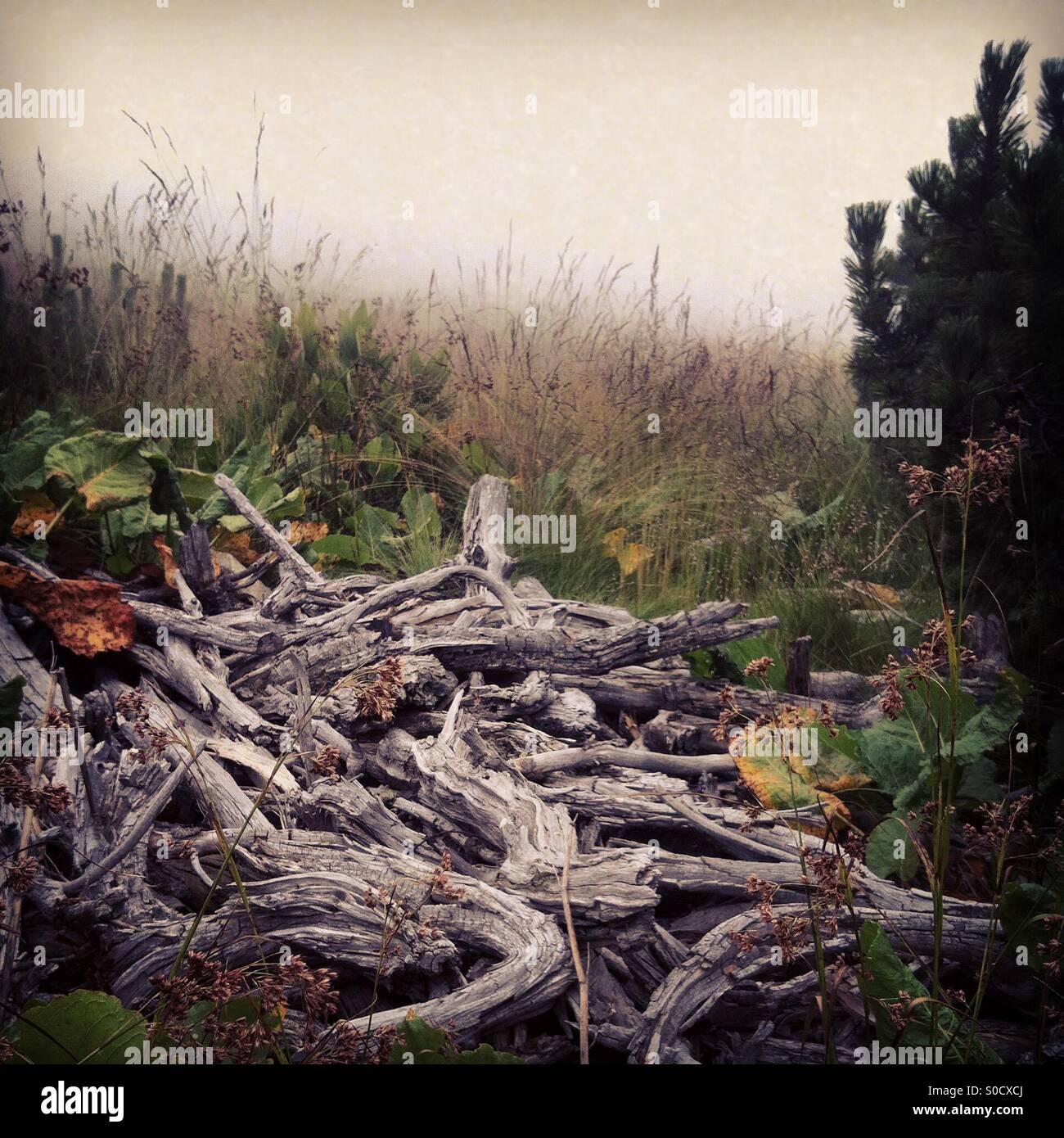 Dead bushes over a beautiful grass and a foggy background Stock Photo ...