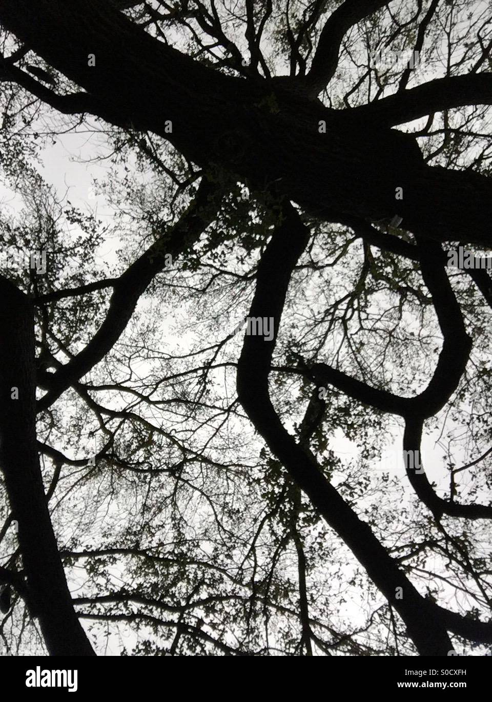 Tree Branches Shadow Stock Photos & Tree Branches Shadow Stock Images ...