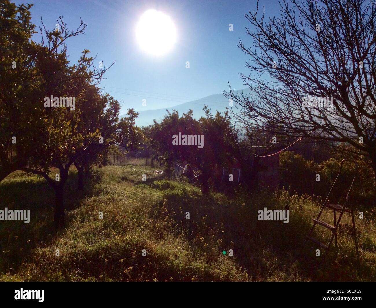 Midday sun overhead Stock Photo - Alamy