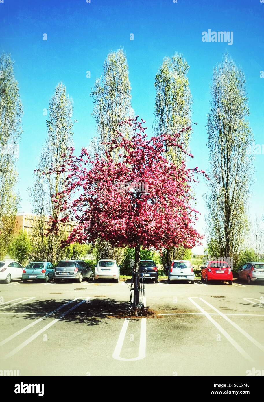 Beautiful tree in a car park Stock Photo - Alamy
