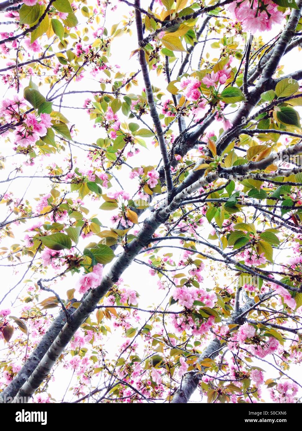 Ornamental Cherry tree Stock Photo - Alamy