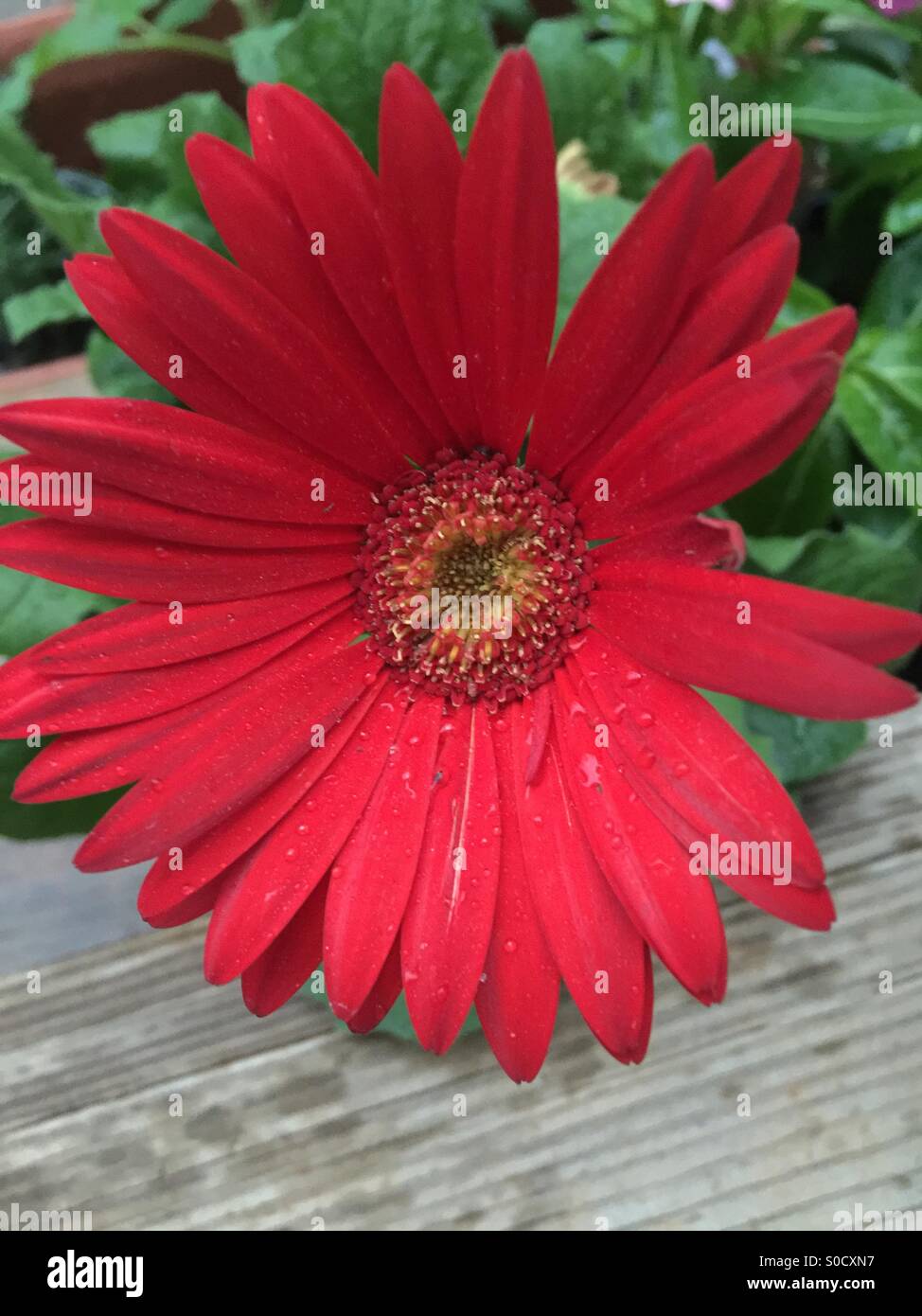 Gerber daisy red hi-res stock photography and images - Alamy