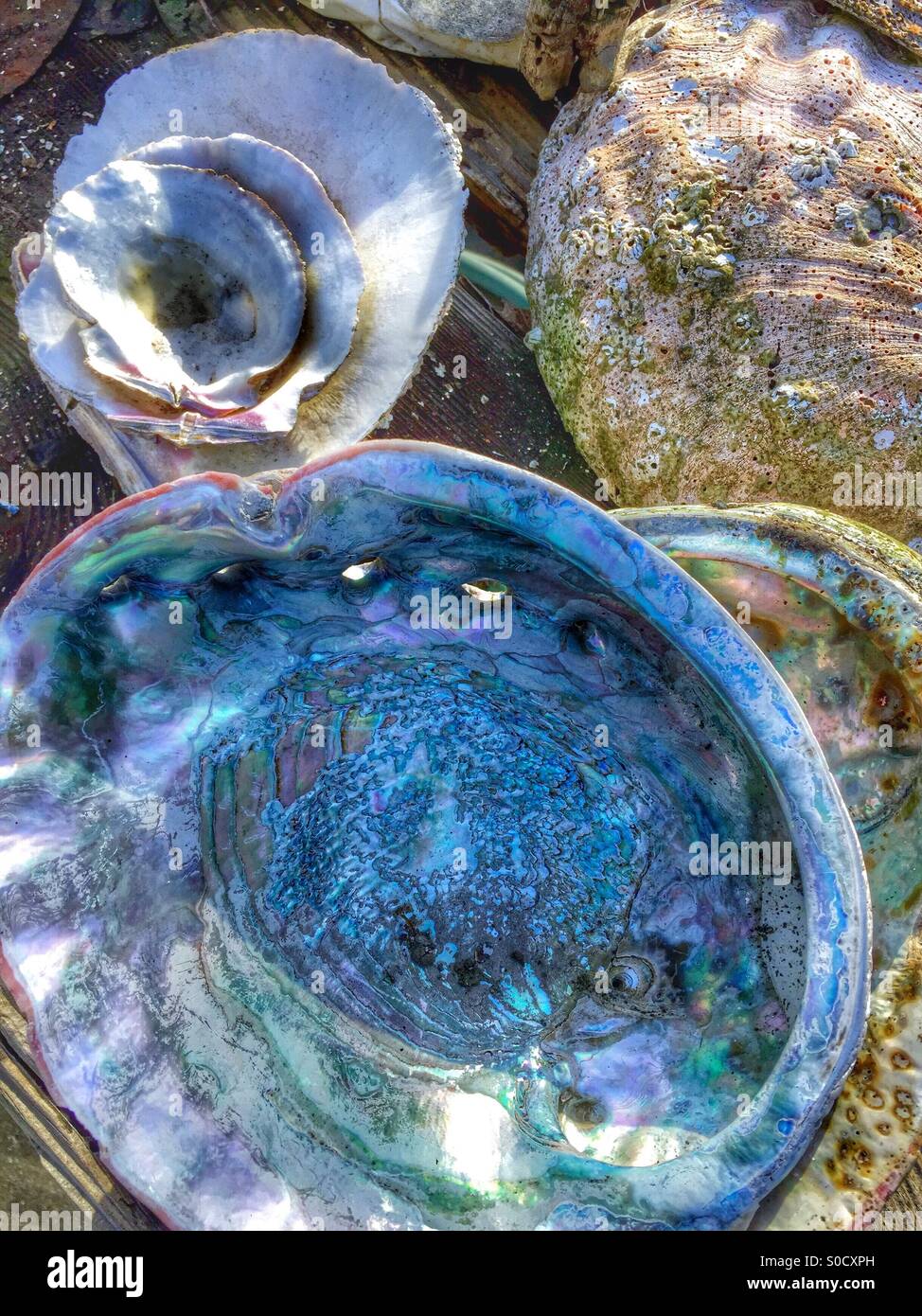 Abalone shells hi-res stock photography and images - Alamy