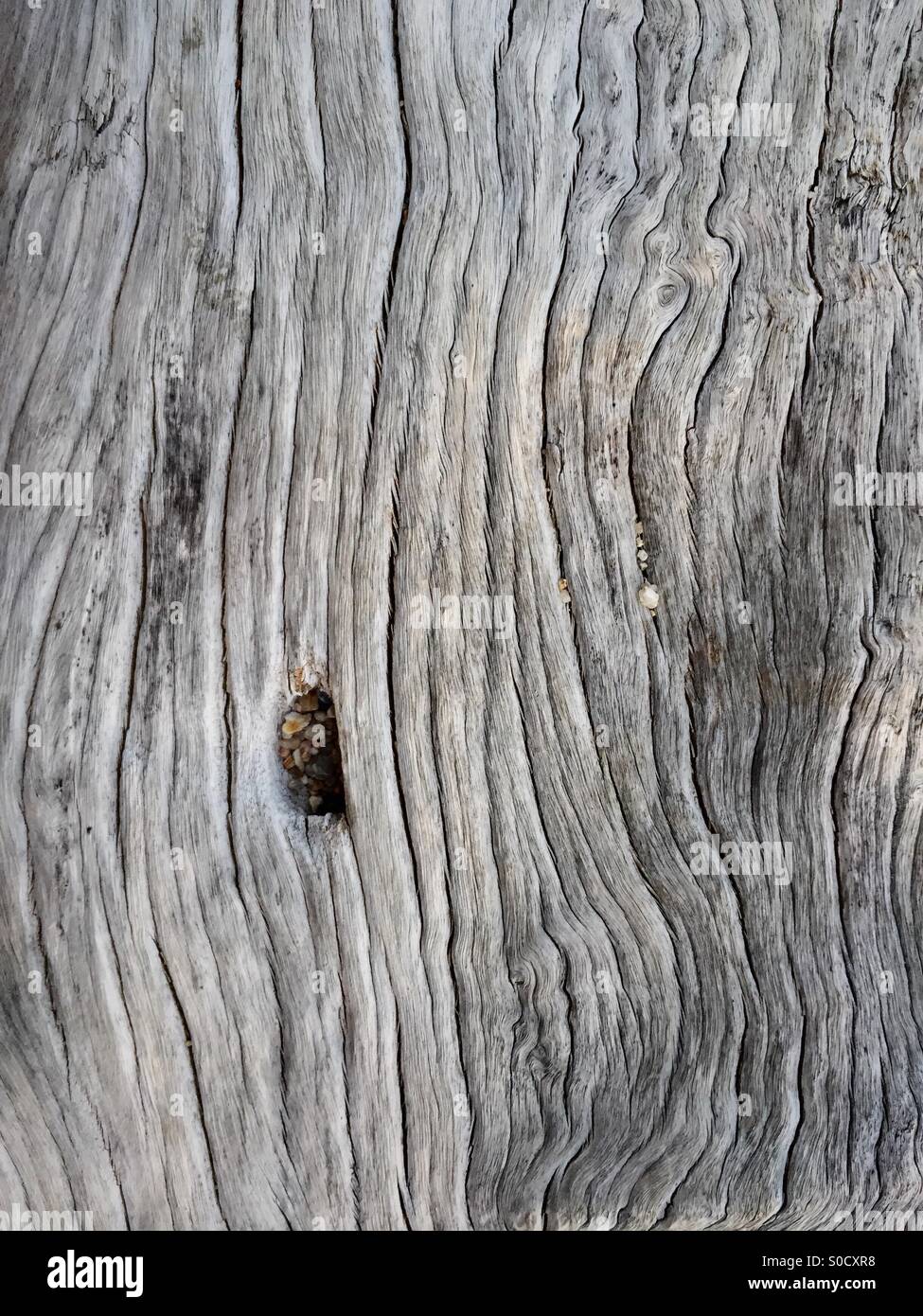 Dead tree texture hi-res stock photography and images - Alamy
