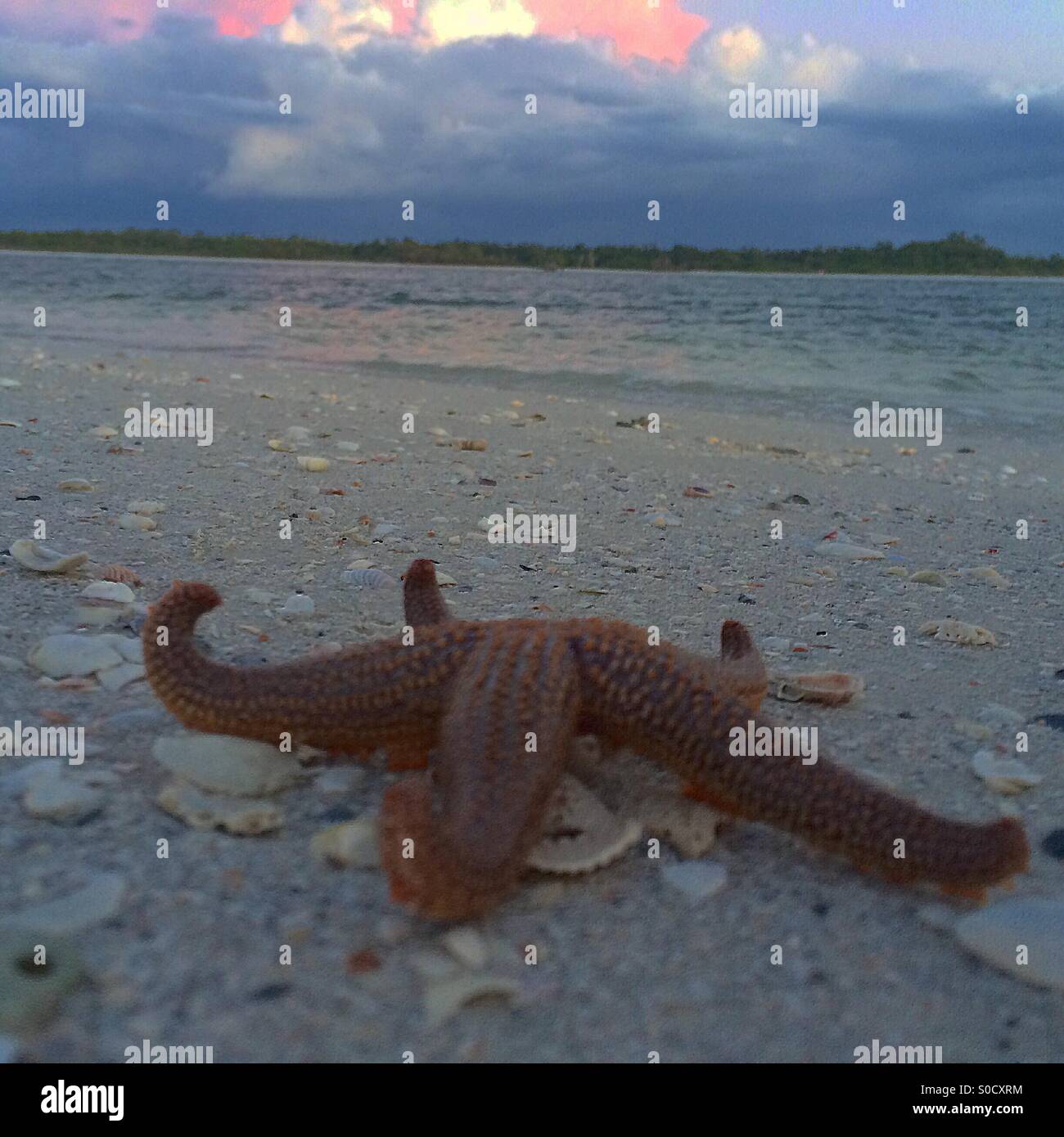Starfish on beach hi-res stock photography and images - Alamy