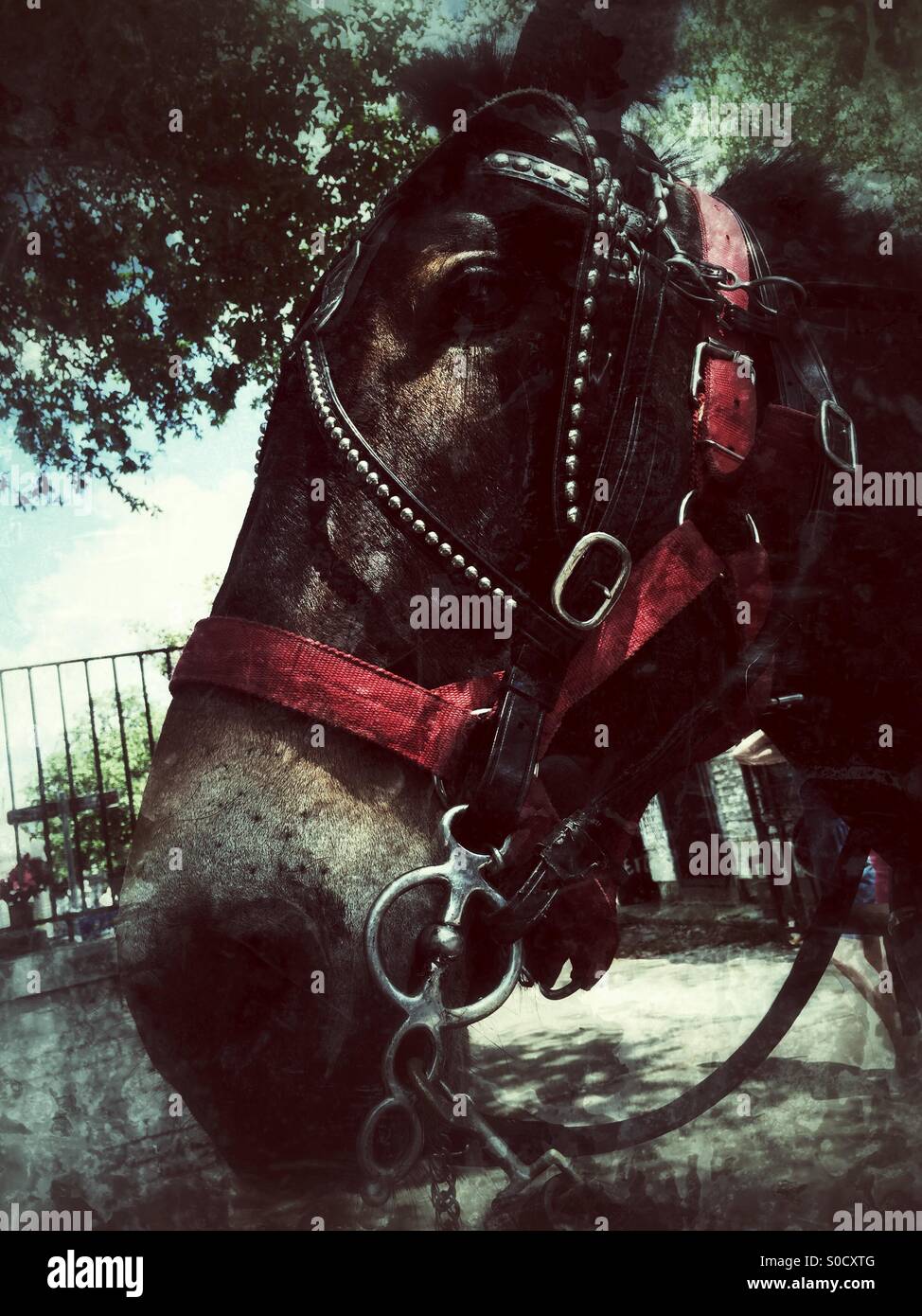 New Orleans buggy mule Stock Photo - Alamy